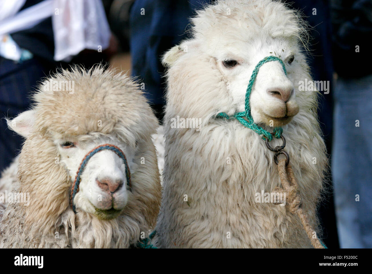 Llamas ecuador hi-res stock photography and images - Alamy