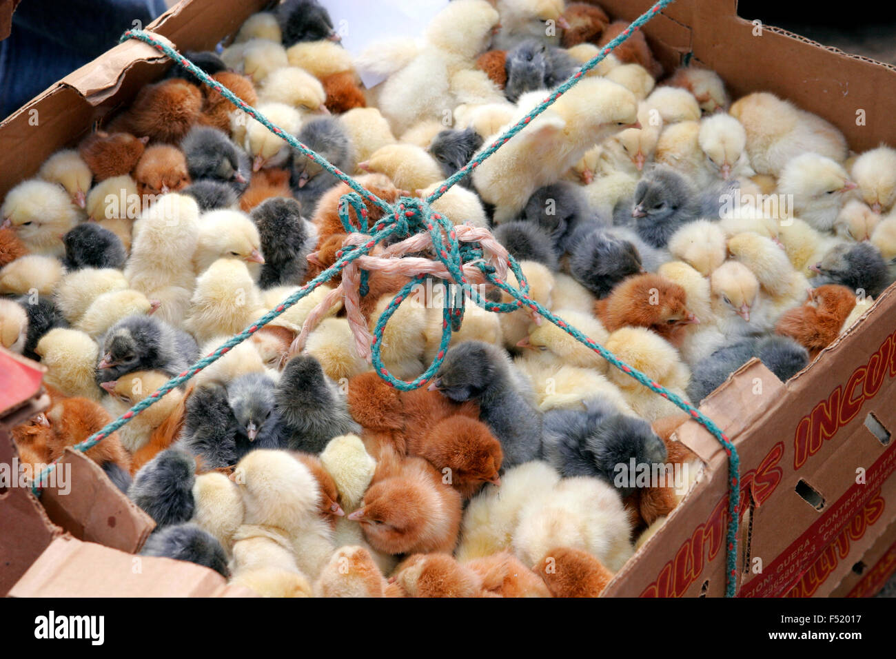 Chicks for sale hi-res stock photography and images - Alamy