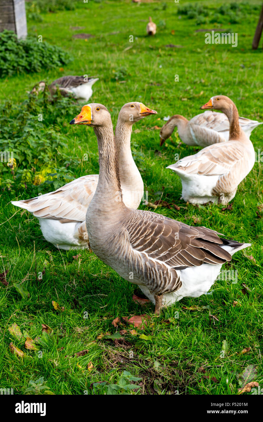 Geese on a farm in Wolverhampton West Midlands UK Stock Photo - Alamy