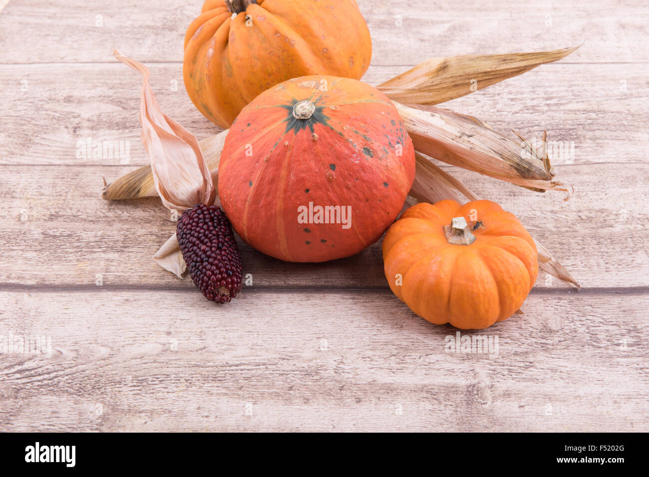 Corn and pumpkins hi-res stock photography and images - Alamy