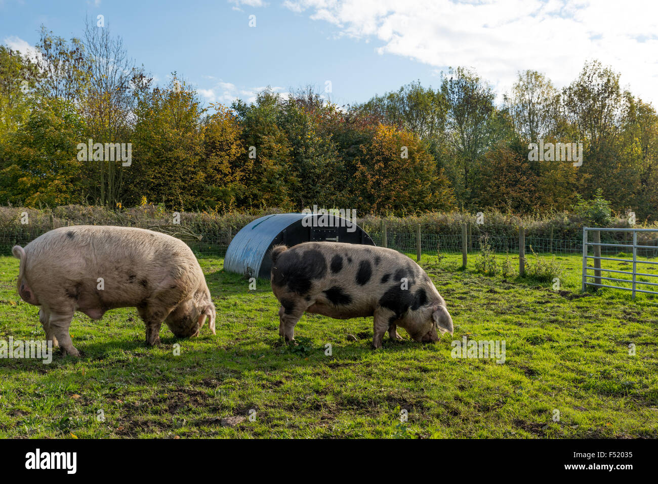 Two pigs on a Farm in Wolverhampton West Midlands UK Stock Photo - Alamy