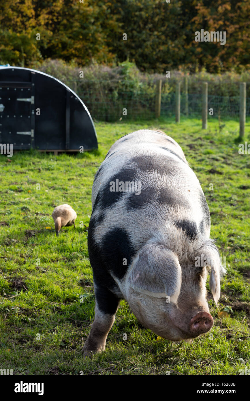 Pig duck hi-res stock photography and images - Alamy