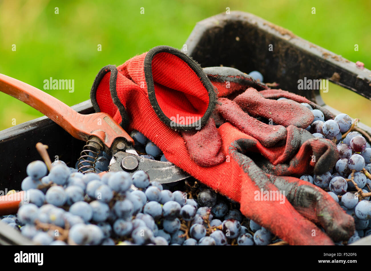 Red gloves and old secateurs in a dirty crate with Merlot clusters ...