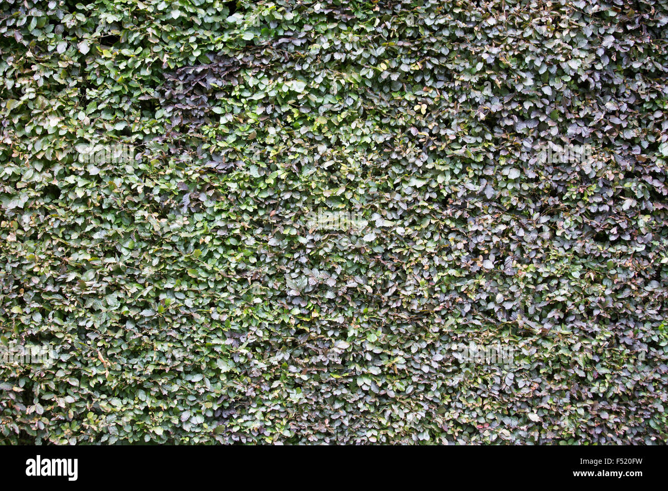 Textured background - Hedge Stock Photo - Alamy