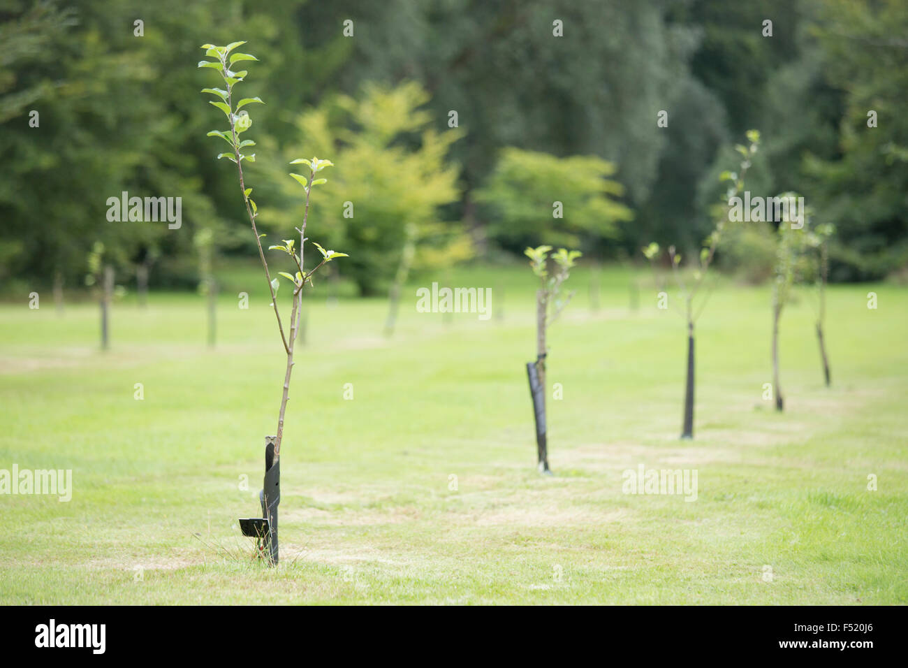 Newly planted trees in a row Stock Photo - Alamy