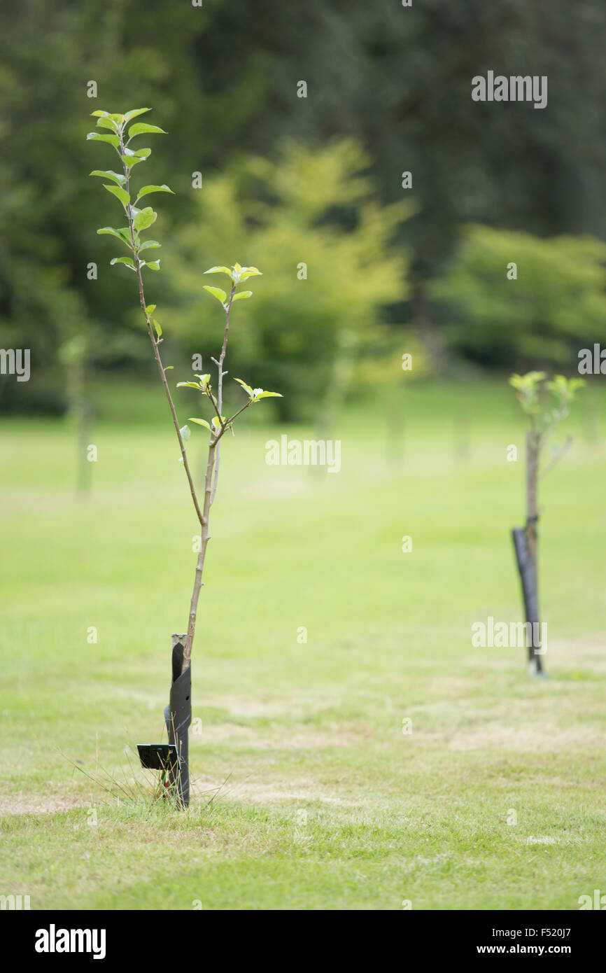 New tree growing strong Stock Photo - Alamy