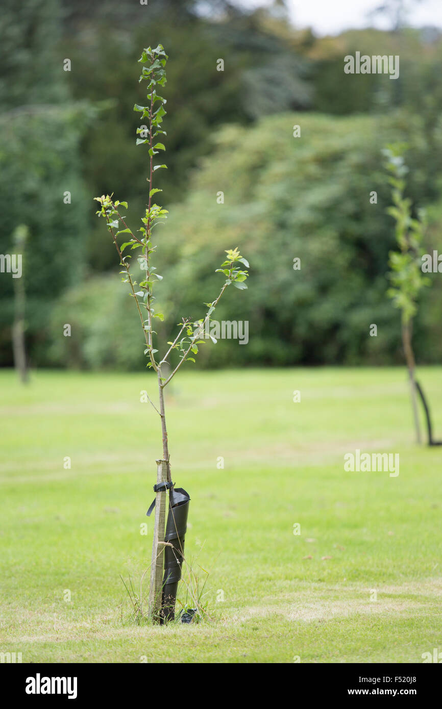 Fresh tree recently planted Stock Photo - Alamy