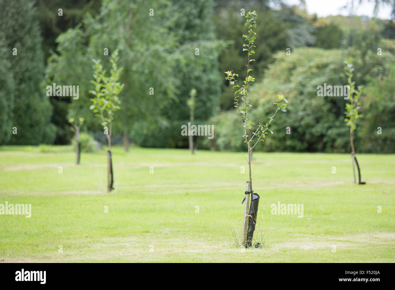 Newly planted trees Stock Photo - Alamy