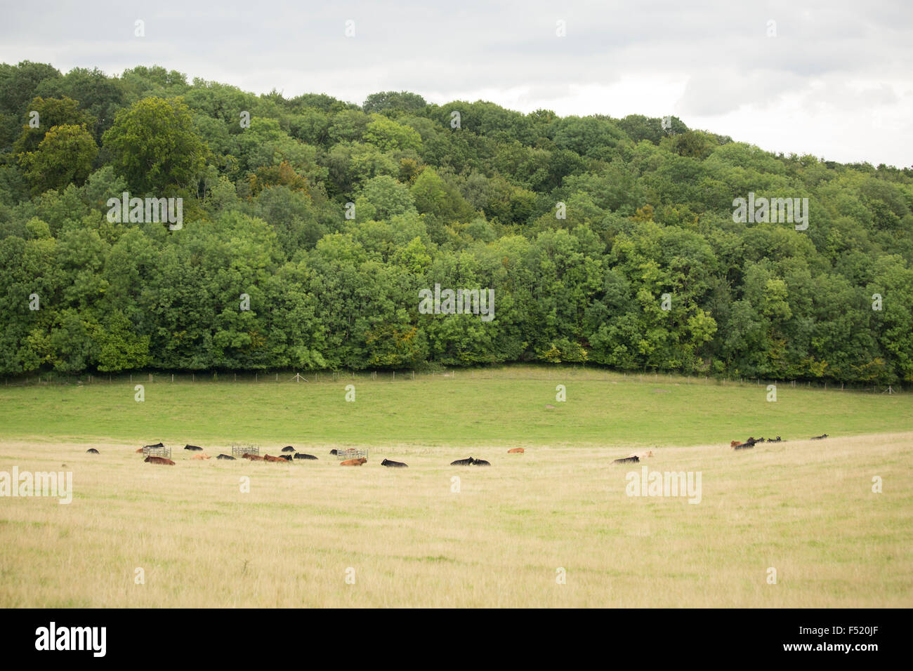 Farm cows rain hi-res stock photography and images - Alamy