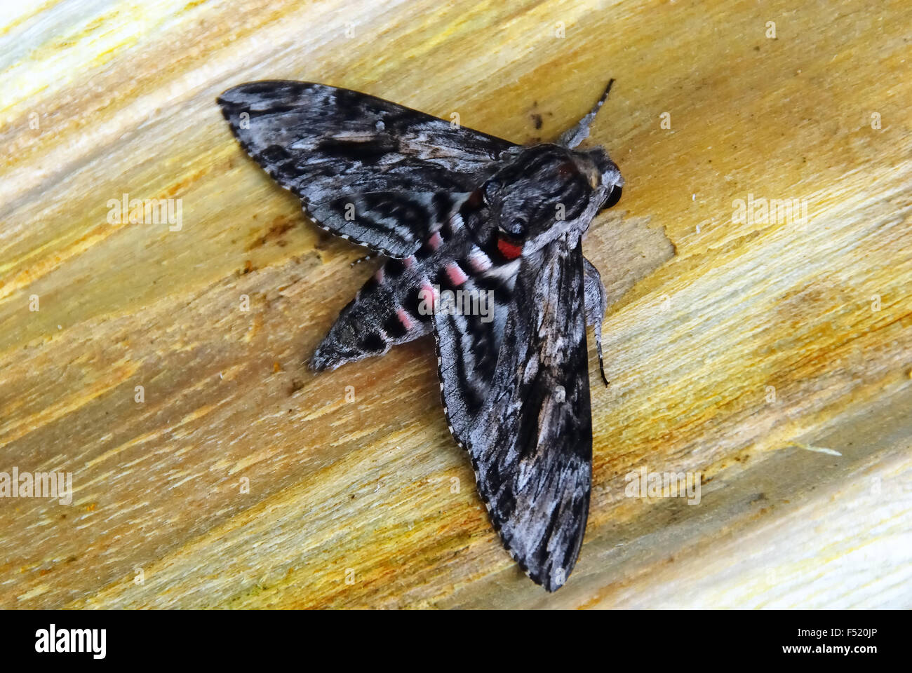 A Moth. Moths comprise a group of insects related to butterflies ...