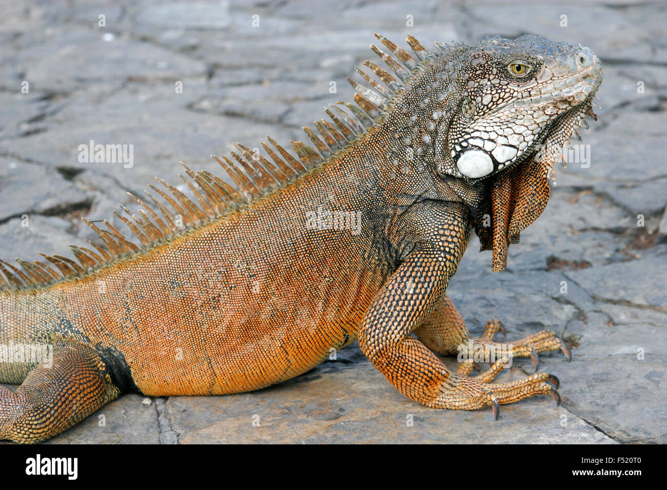 Iguana in Parque Bolivar, Guayaquil, Ecuador, South America Stock Photo ...