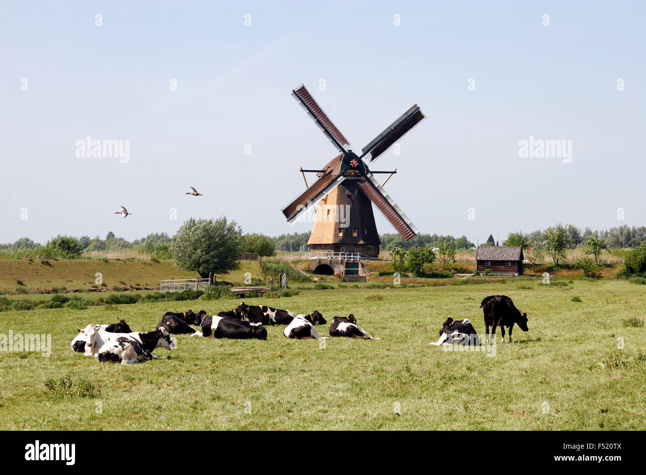 Old windmill and a herd of cows at Kinderdijk, Unesco World Heritage ...