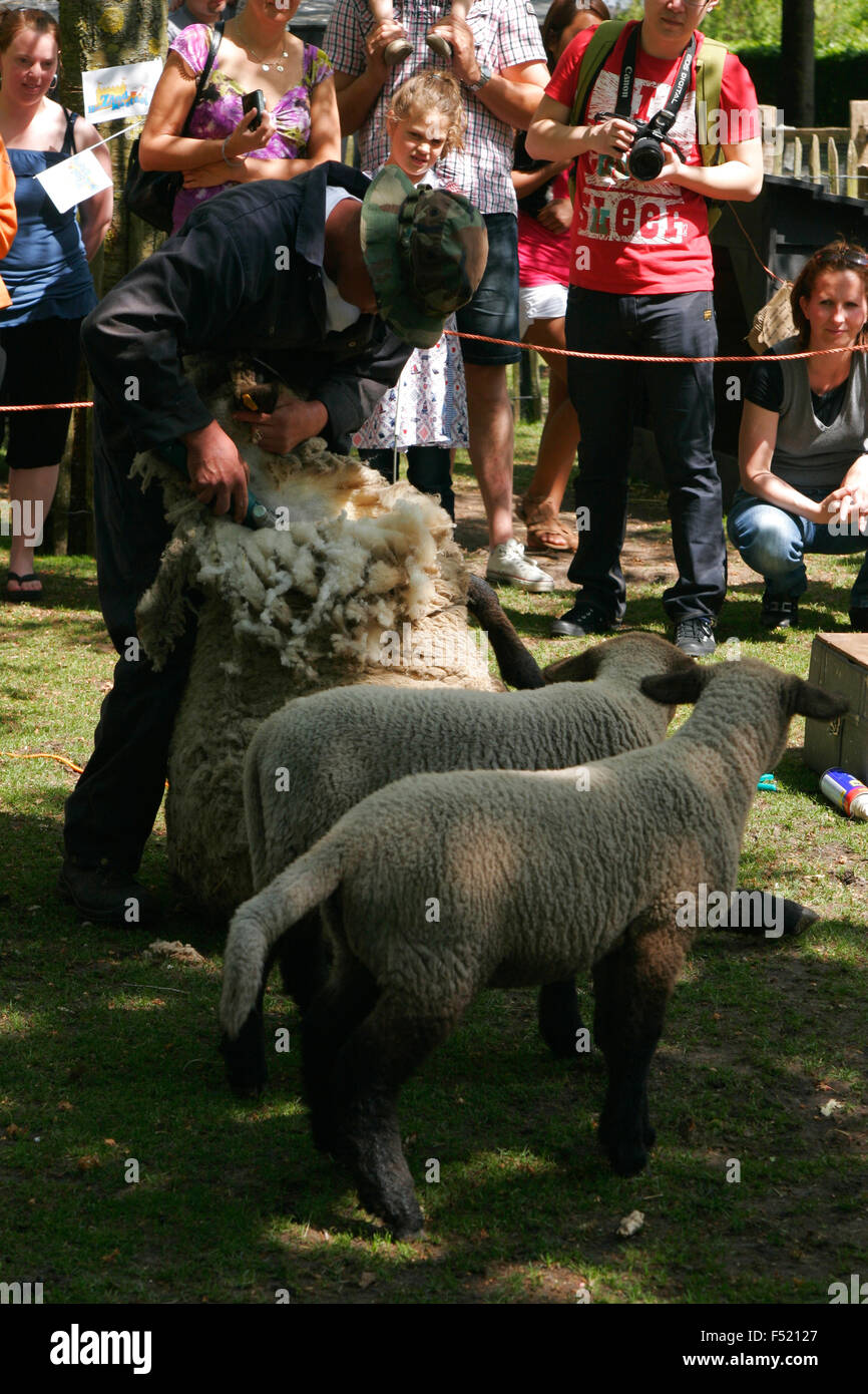 Sheep shearing show at the Keukenhof Gardens, Holland, Europe Stock ...