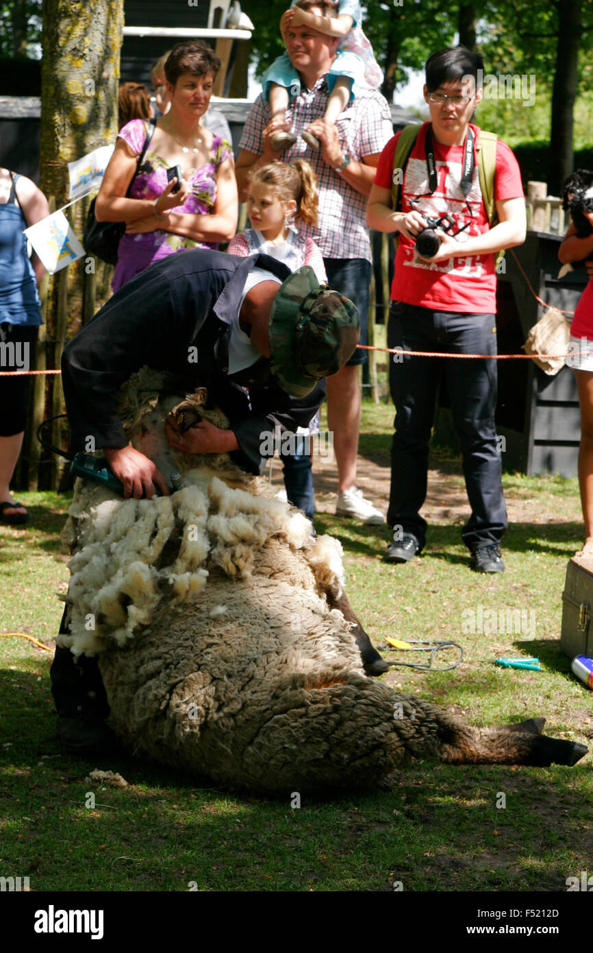 Sheep shearing show at the Keukenhof Gardens, Holland, Europe Stock ...