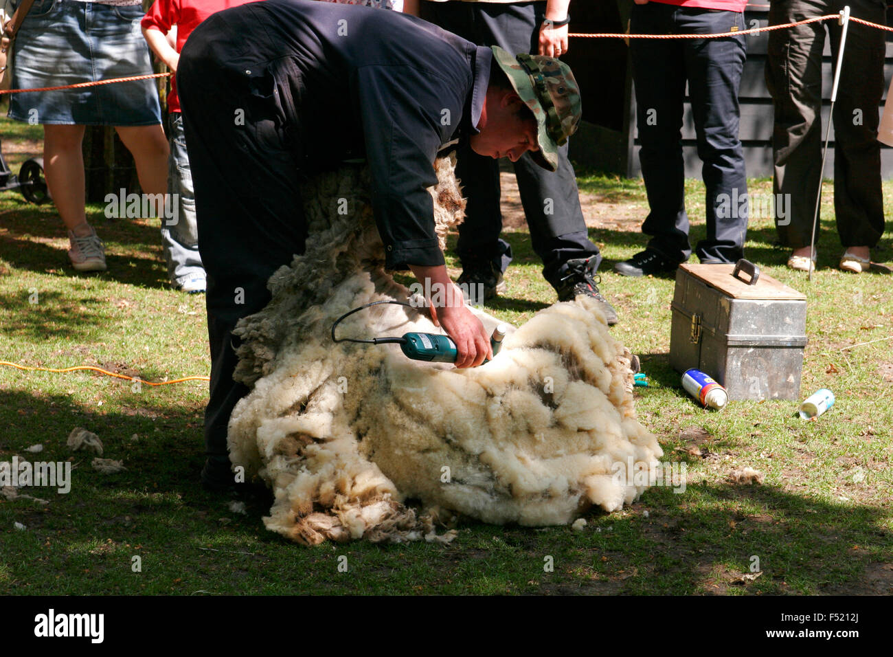 Sheep shearing show at the Keukenhof Gardens, Holland, Europe Stock ...
