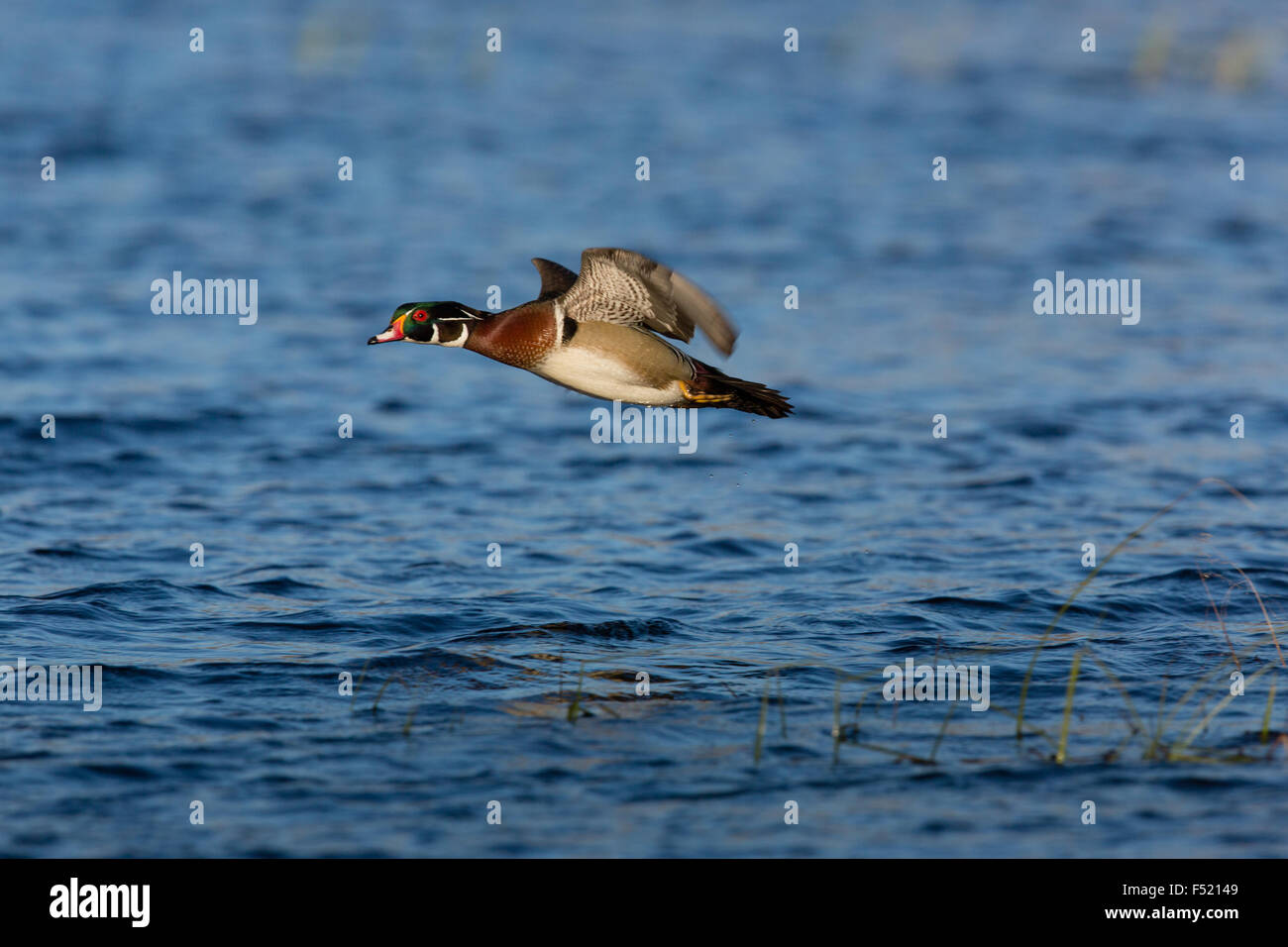 Flying wood duck hi-res stock photography and images - Alamy