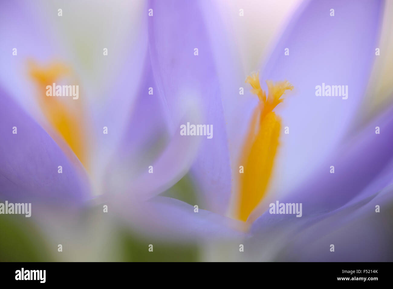 Makro krokus hi-res stock photography and images - Alamy