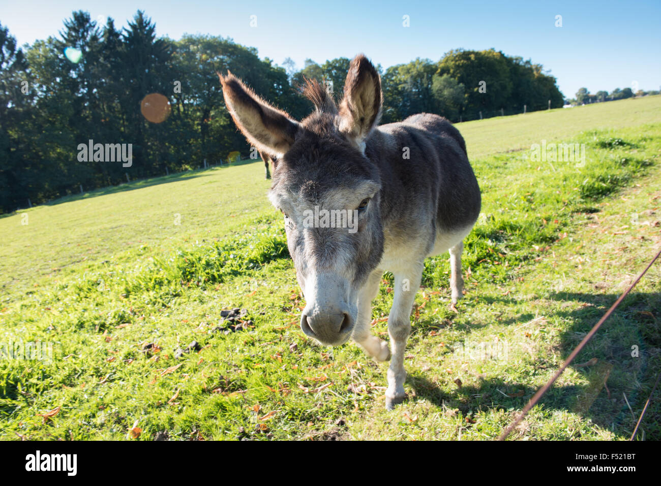 donkey walking on the meadow and eating Stock Photo - Alamy