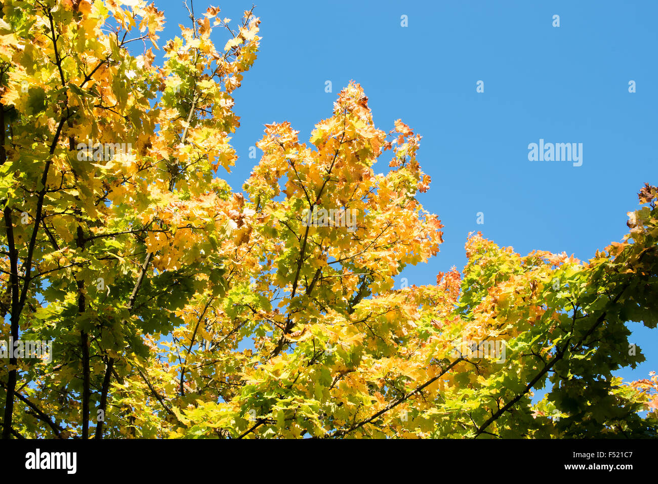 colors of autumn - maple leafs before blue sky Stock Photo - Alamy