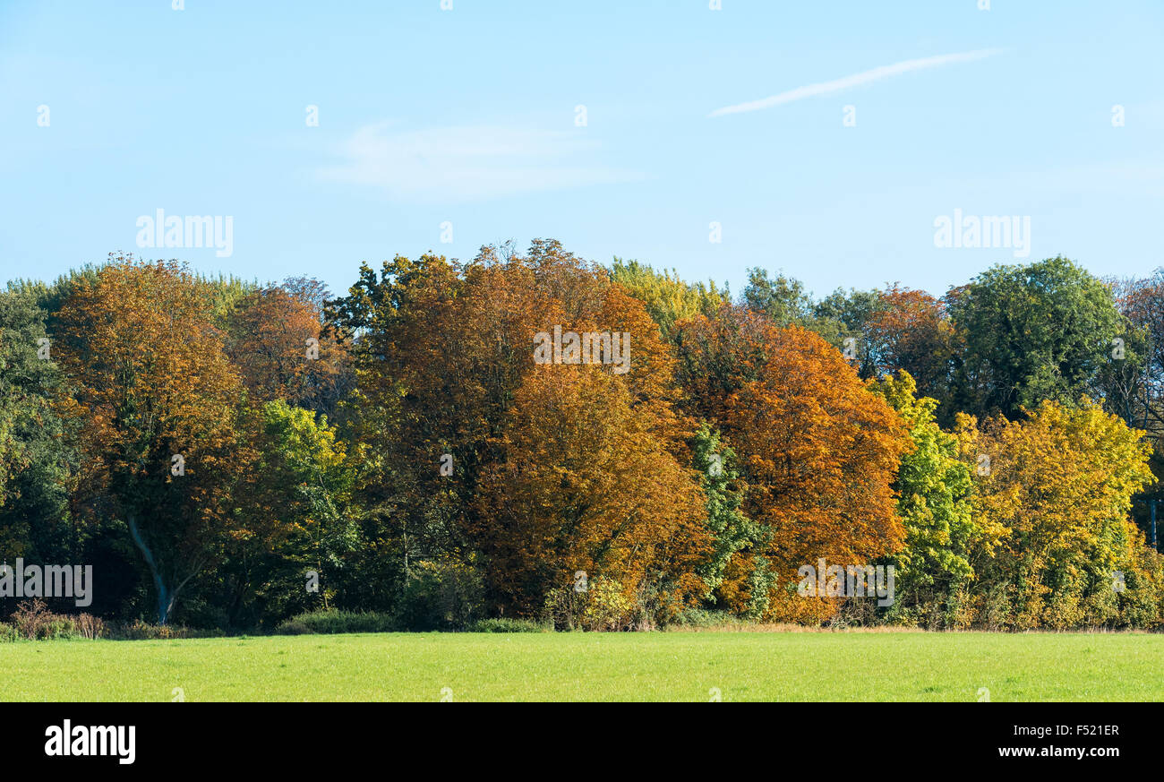 Trees lining edge of field turning colour in autumn Stock Photo - Alamy