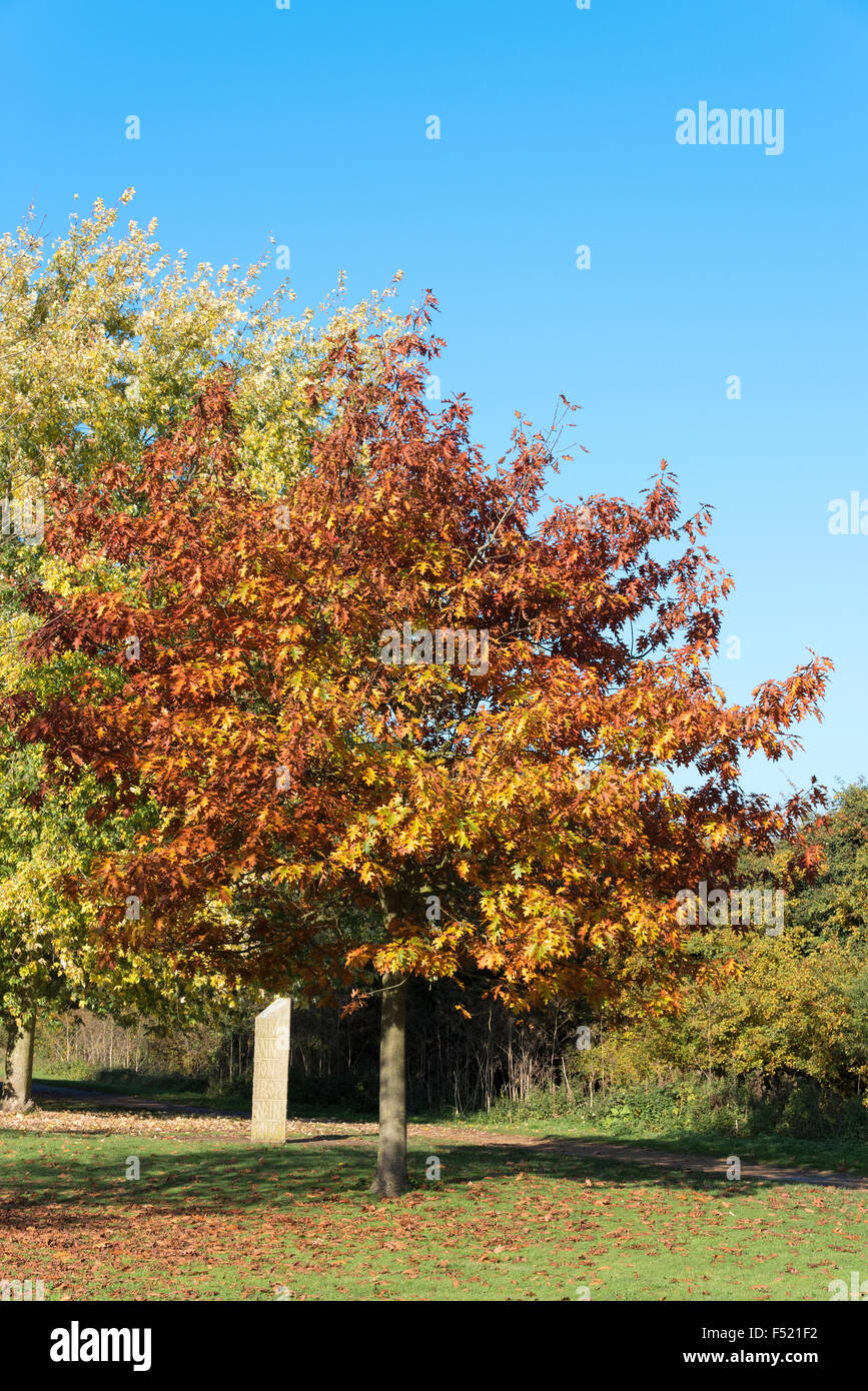 Red oak tree hi-res stock photography and images - Alamy
