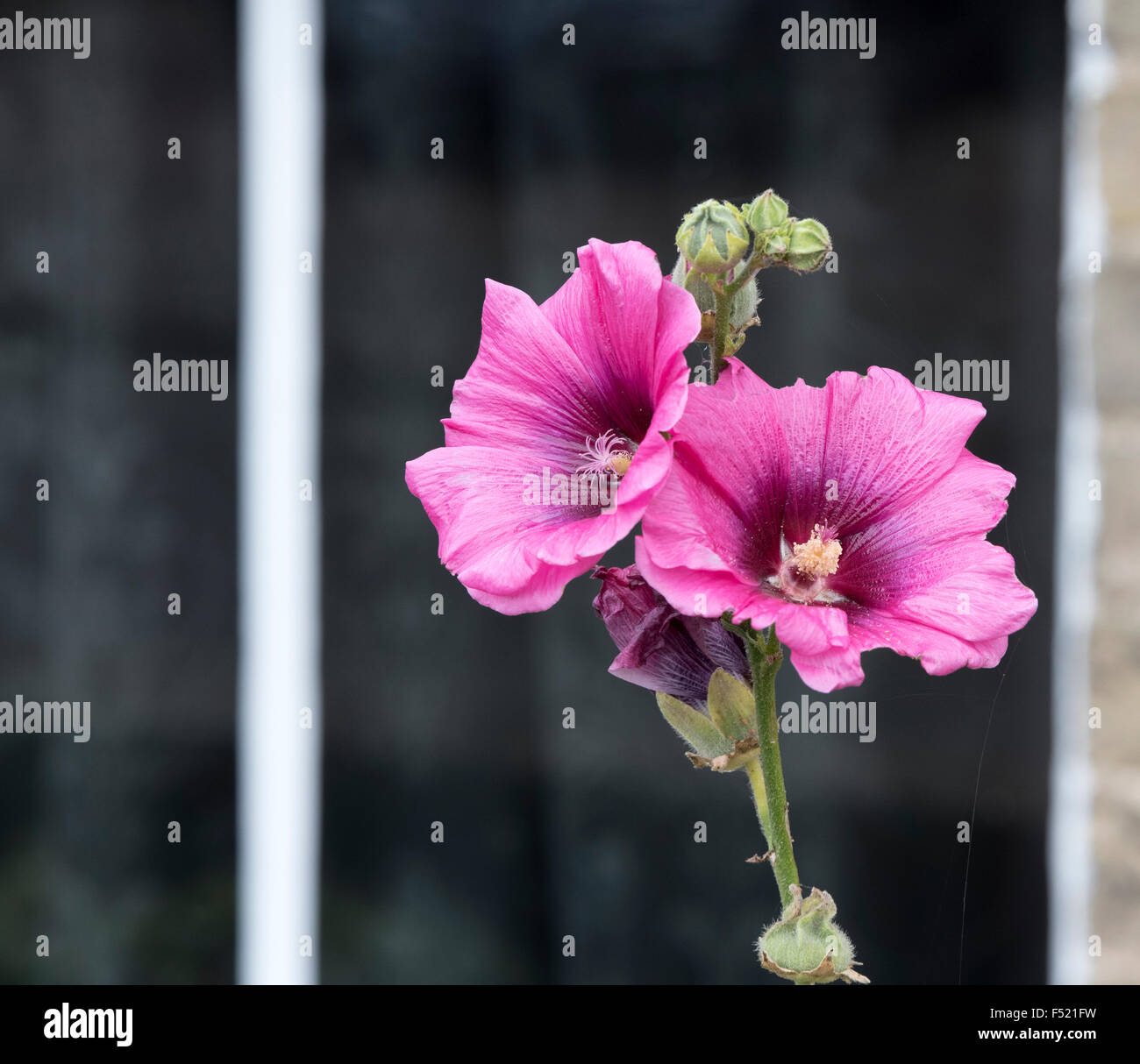 Alcea setosa bristly hollyhock hi-res stock photography and images - Alamy