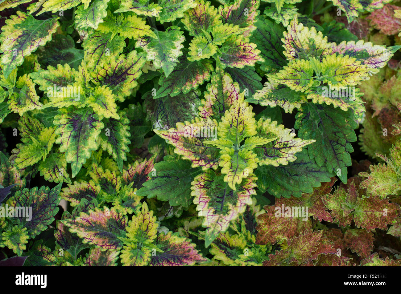 Solenostemon. Coleus Nettie Stock Photo - Alamy