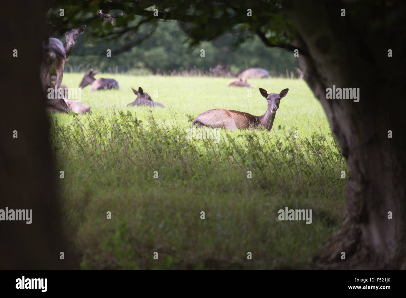 Looking out for danger Stock Photo - Alamy