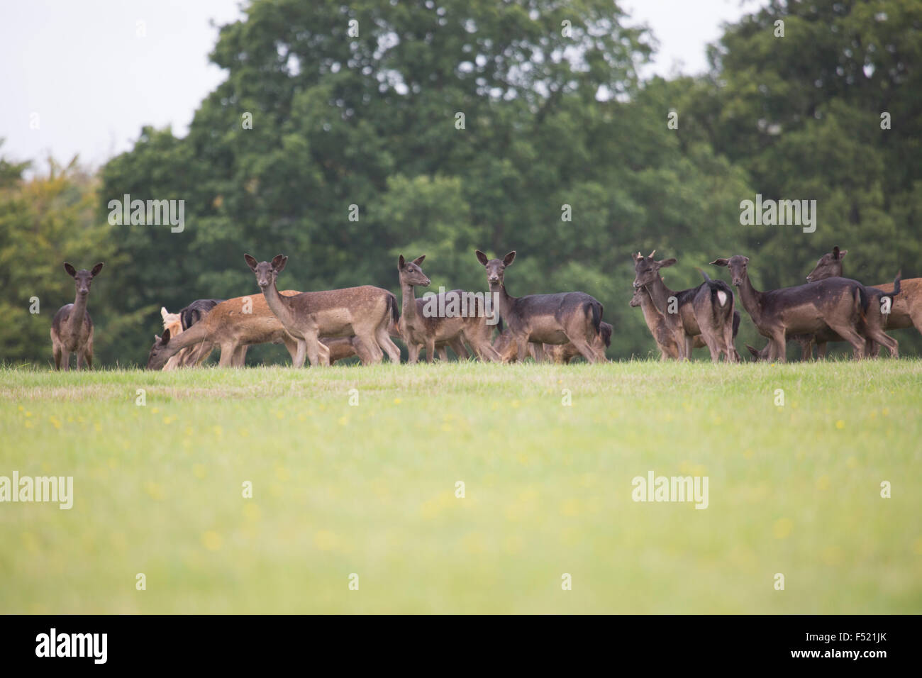 Group of deer in a large field Stock Photo - Alamy