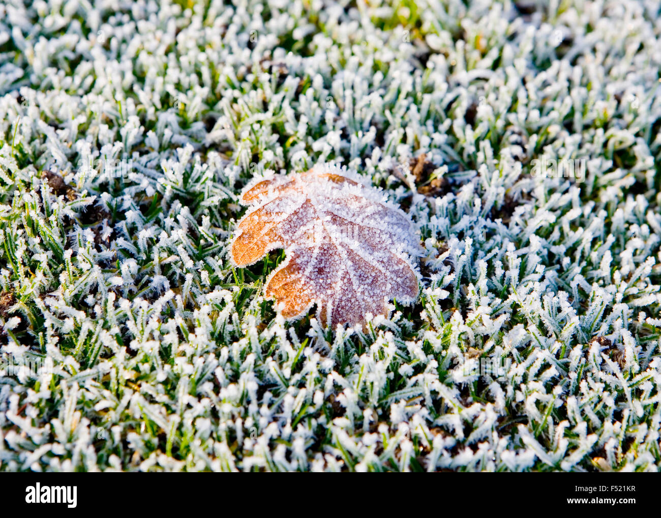 Leaf centered hi-res stock photography and images - Alamy
