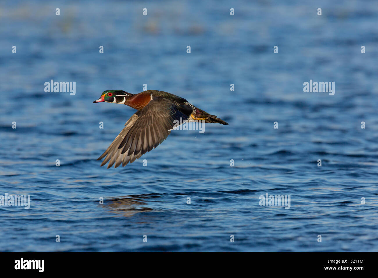 Flying wood duck hi-res stock photography and images - Alamy