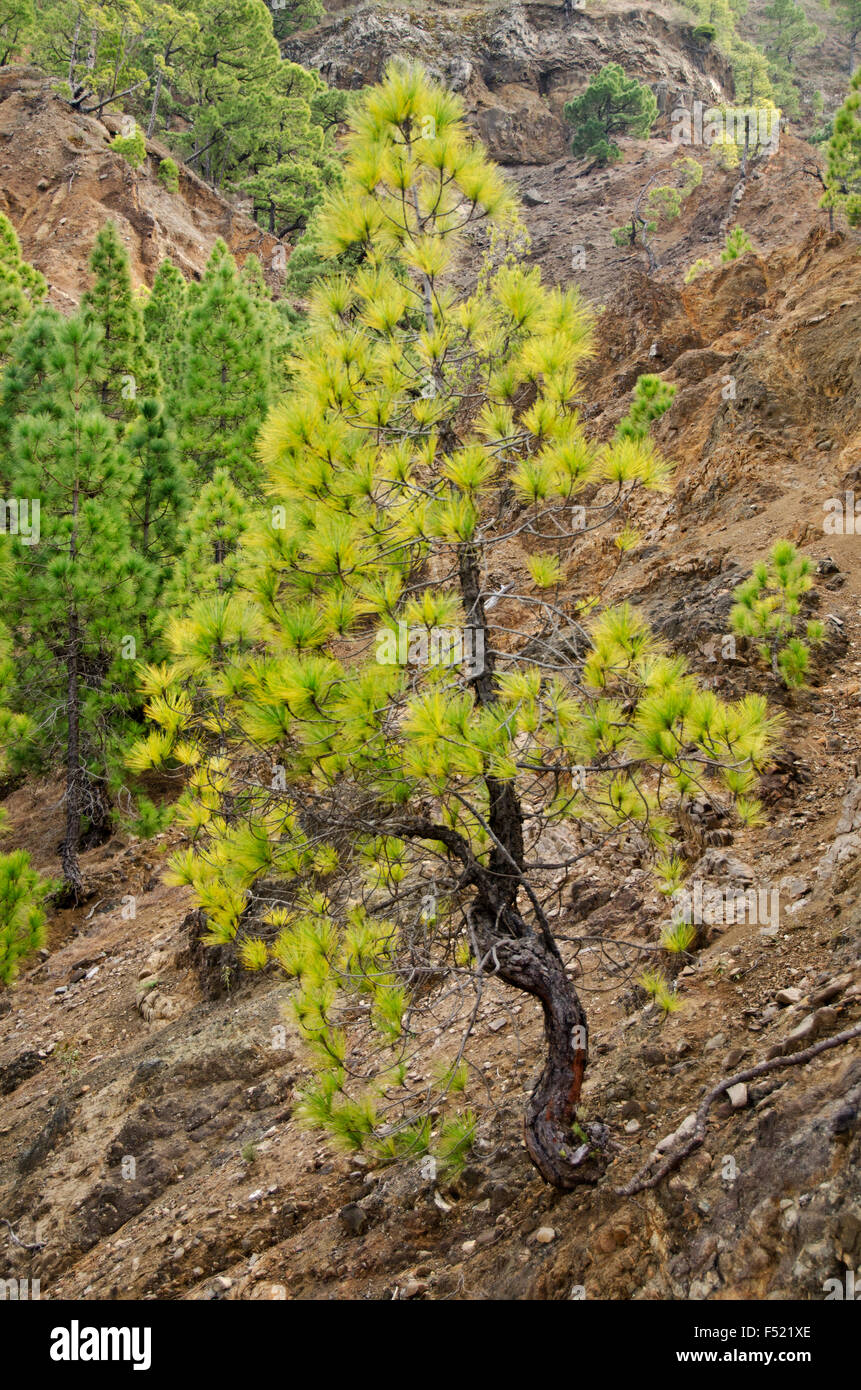 La Palma, pine Stock Photo - Alamy