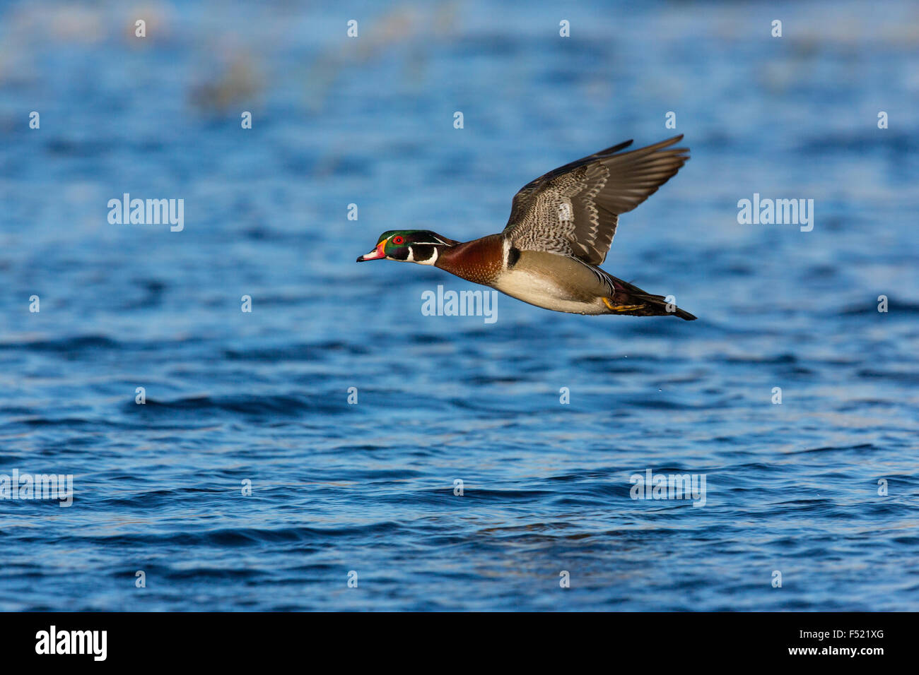 Flying wood duck hi-res stock photography and images - Alamy