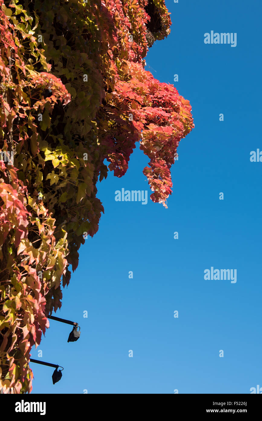 colors of autumn - ivy leafs before blue sky Stock Photo - Alamy