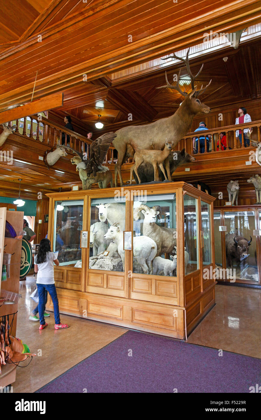 Exhibits inside Banff Park Museum National Historic Site Banff, Alberta ...