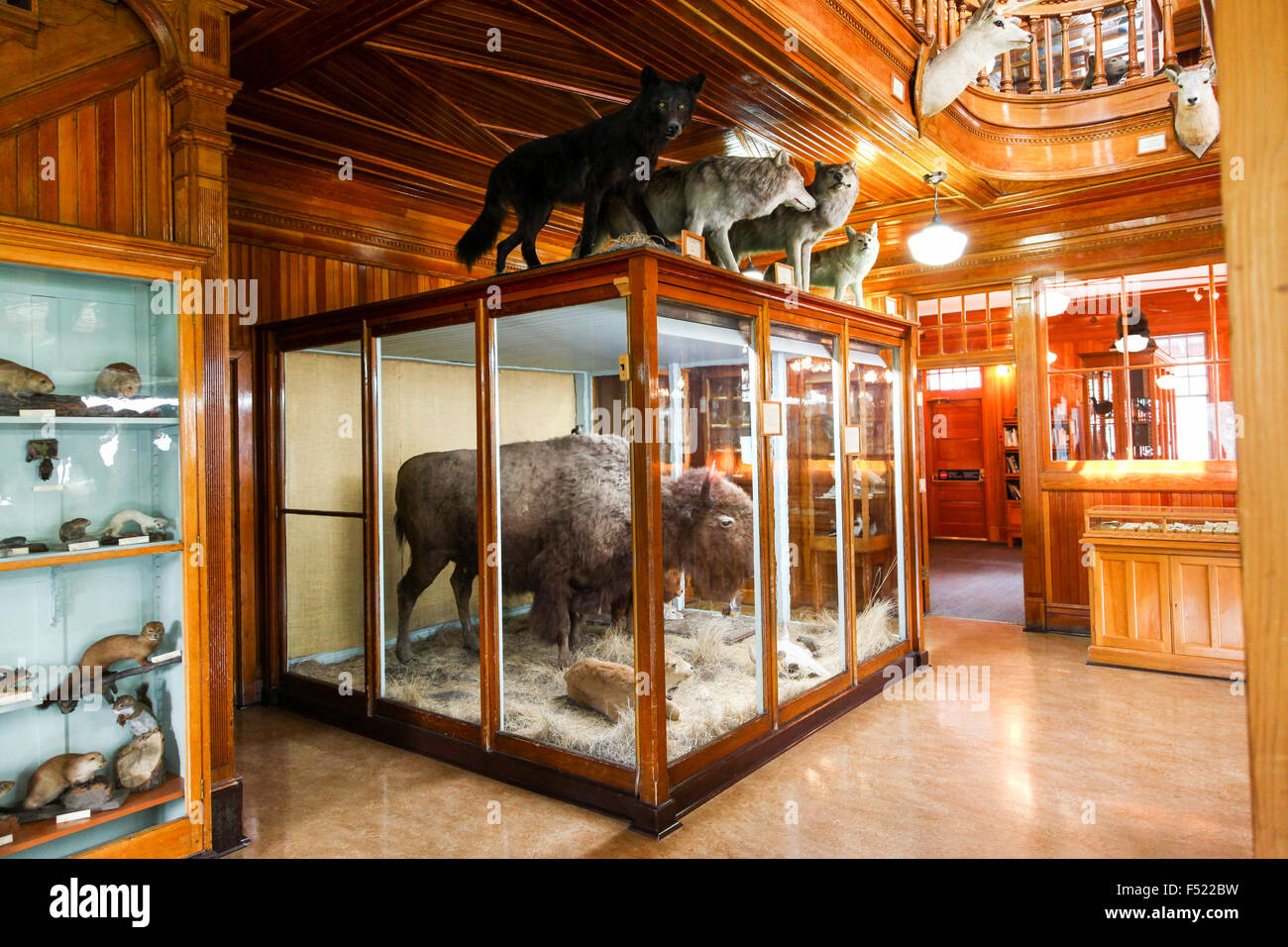 Exhibits inside Banff Park Museum National Historic Site Banff, Alberta ...