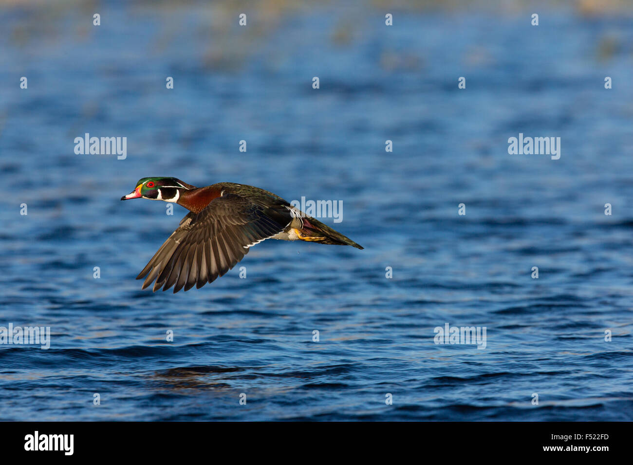 Wood Duck Drake Flapping Wings High Resolution Stock Photography and ...