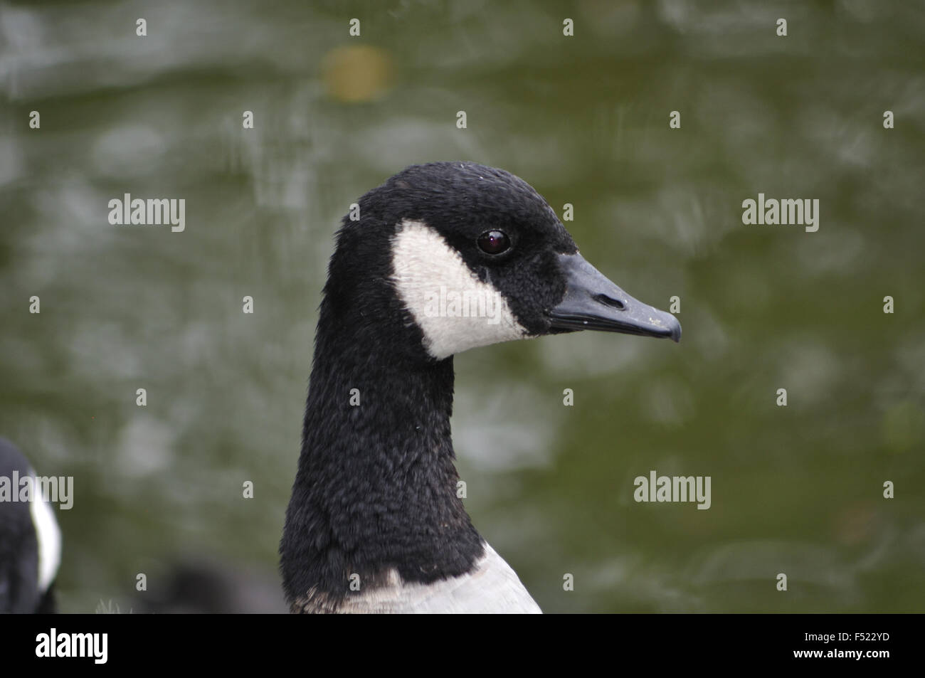 Goose eyes hi-res stock photography and images - Alamy