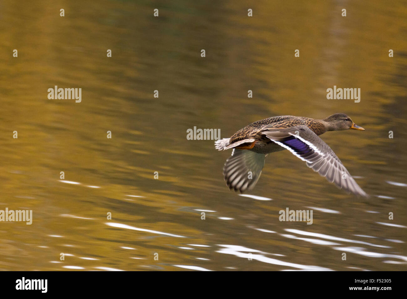 The photo shows a duck shot in flight over the pond Stock Photo - Alamy