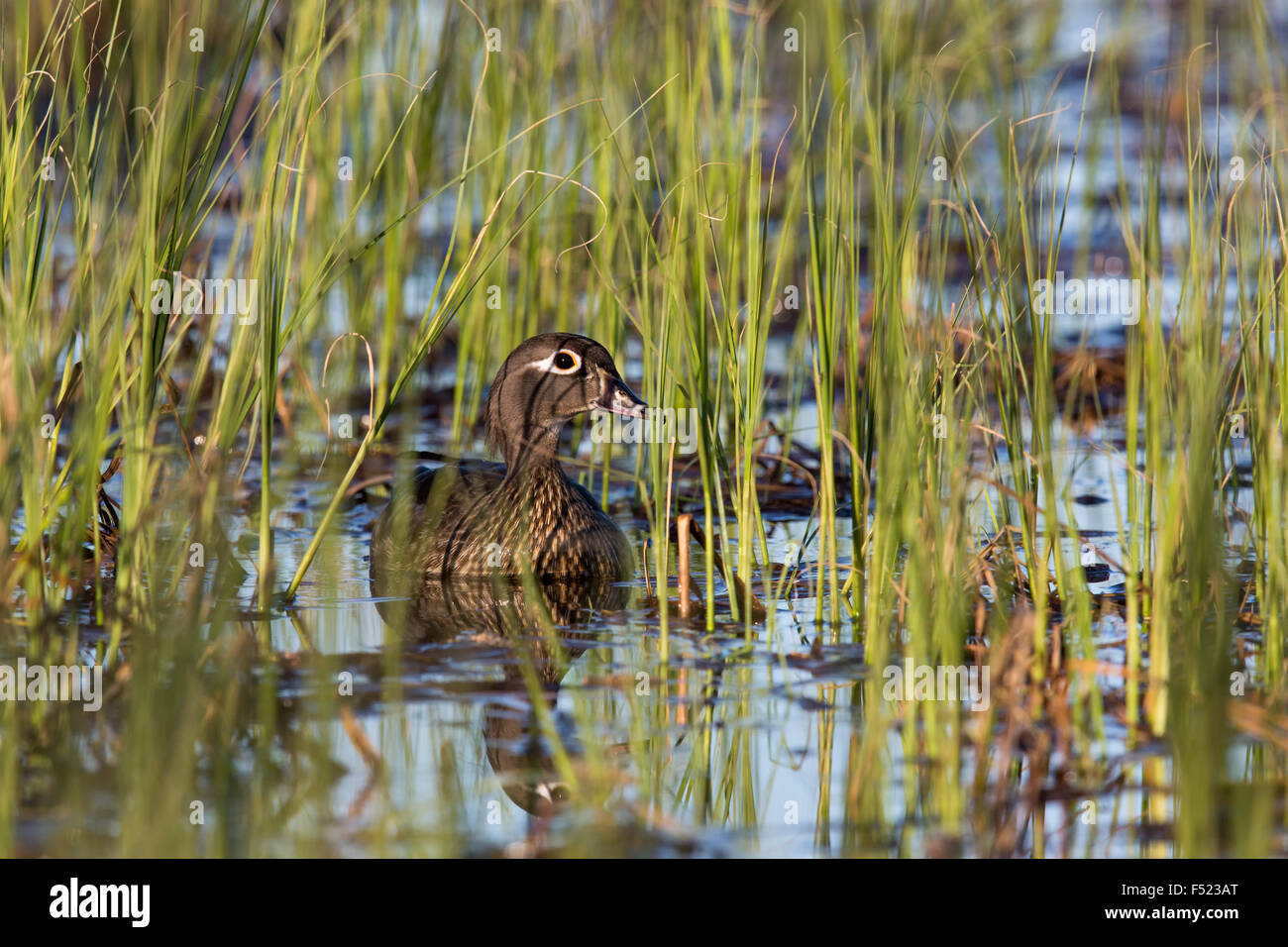 Tall duck hi-res stock photography and images - Alamy