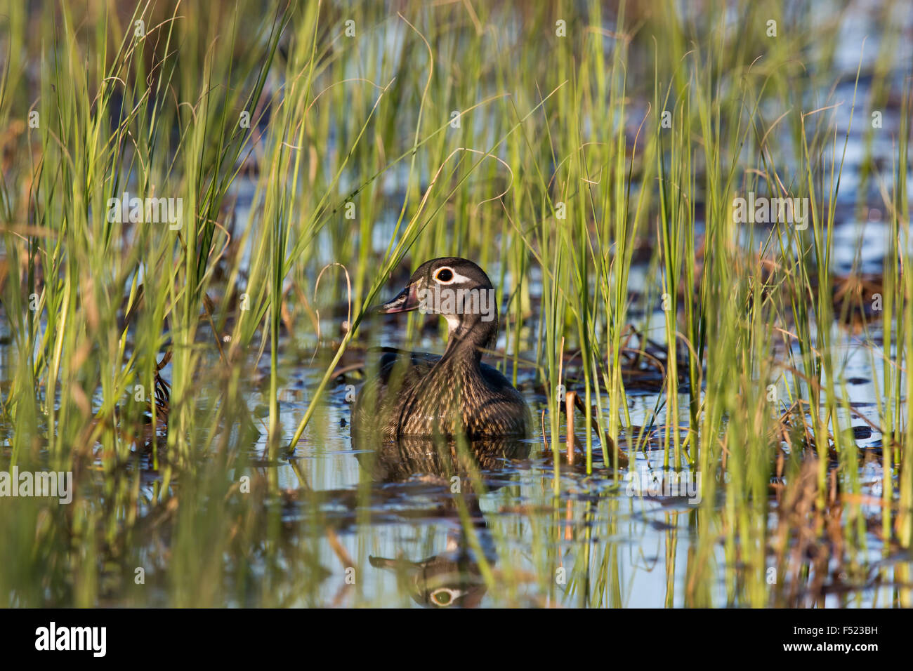 Wood Duck - Hen Stock Photo - Alamy