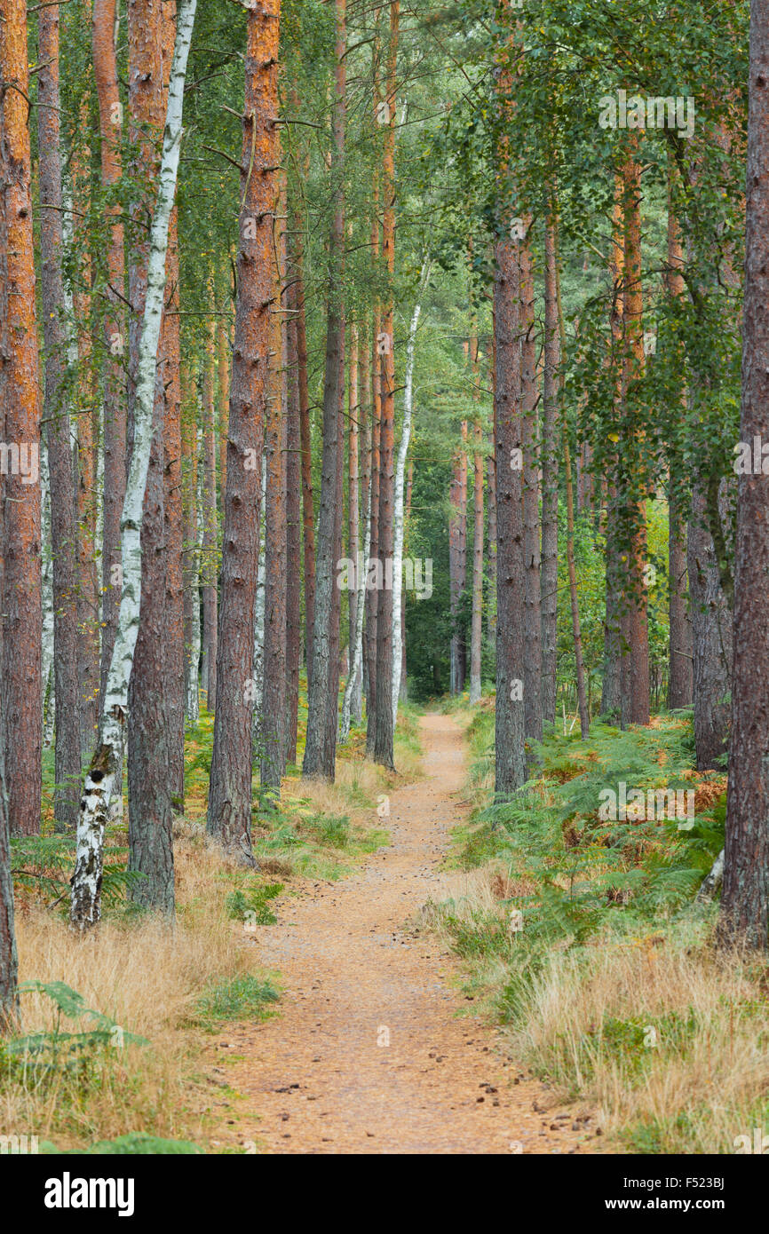 Trail through the 'Darßer Wald' (forest), Darß, 'Vorpommersche ...