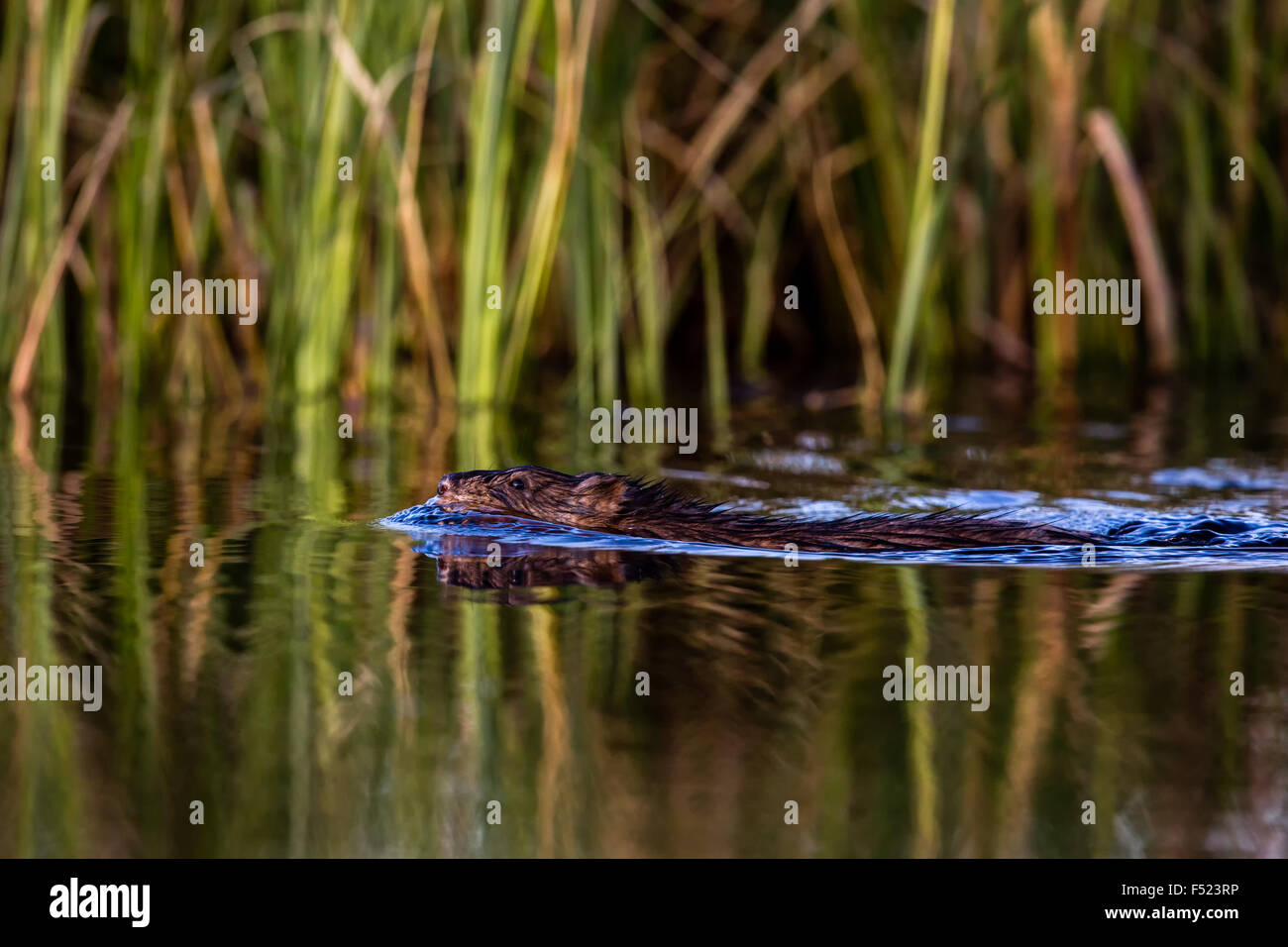 Muskrat in wisconsin hi-res stock photography and images - Alamy