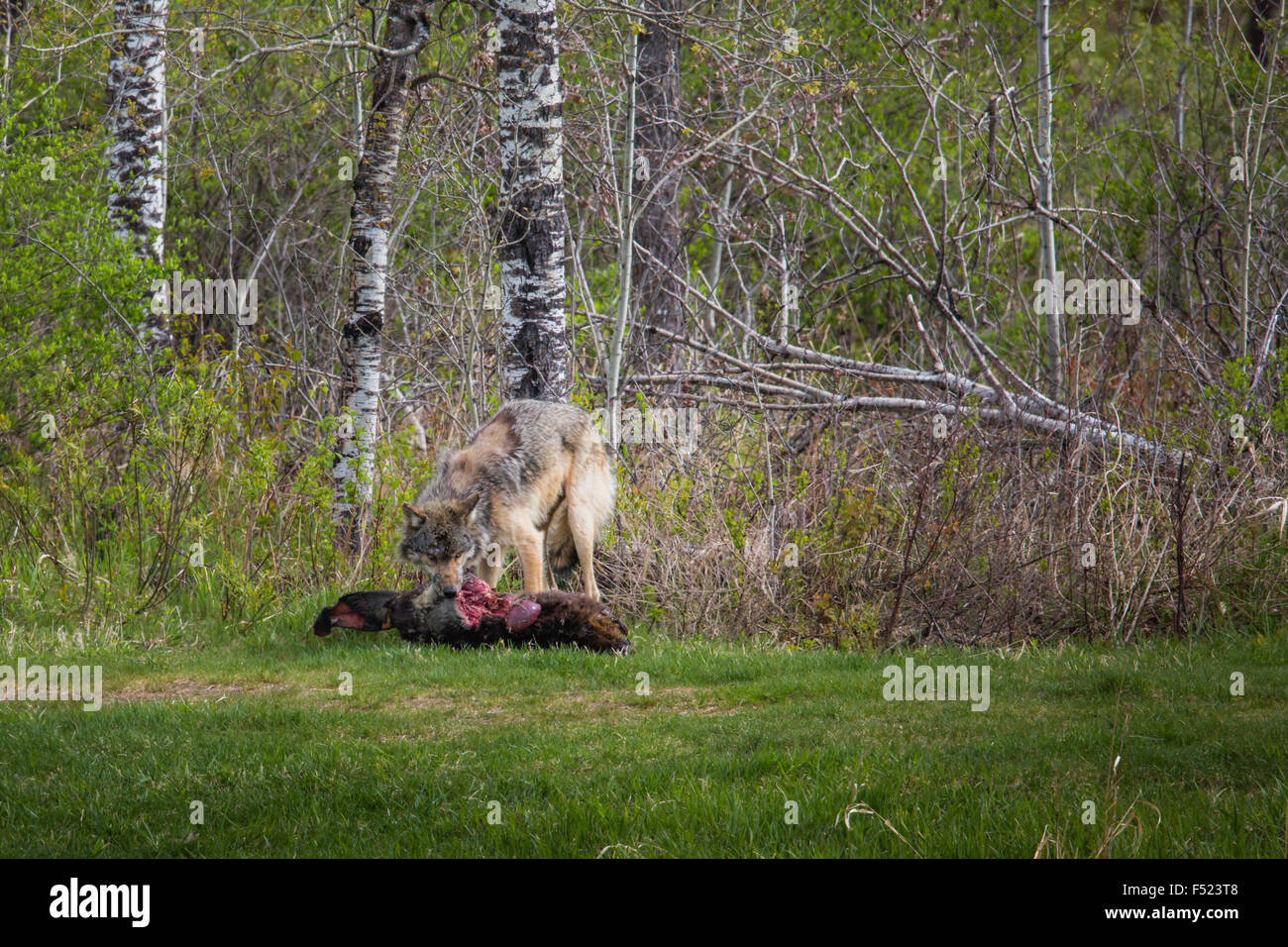 Wolf with prey (beaver Stock Photo - Alamy