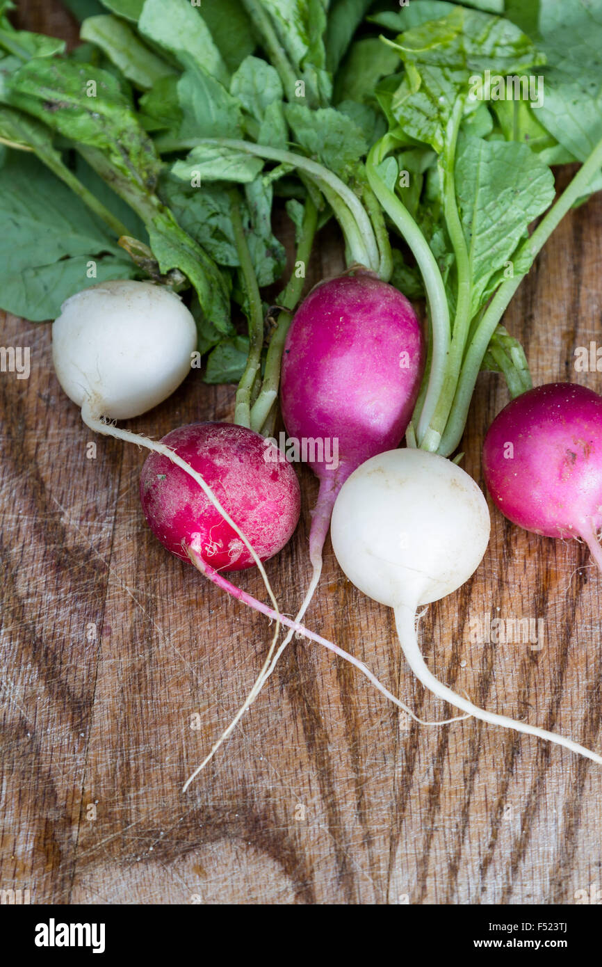 organic radishes in different shades of red and white on a wooden table ...
