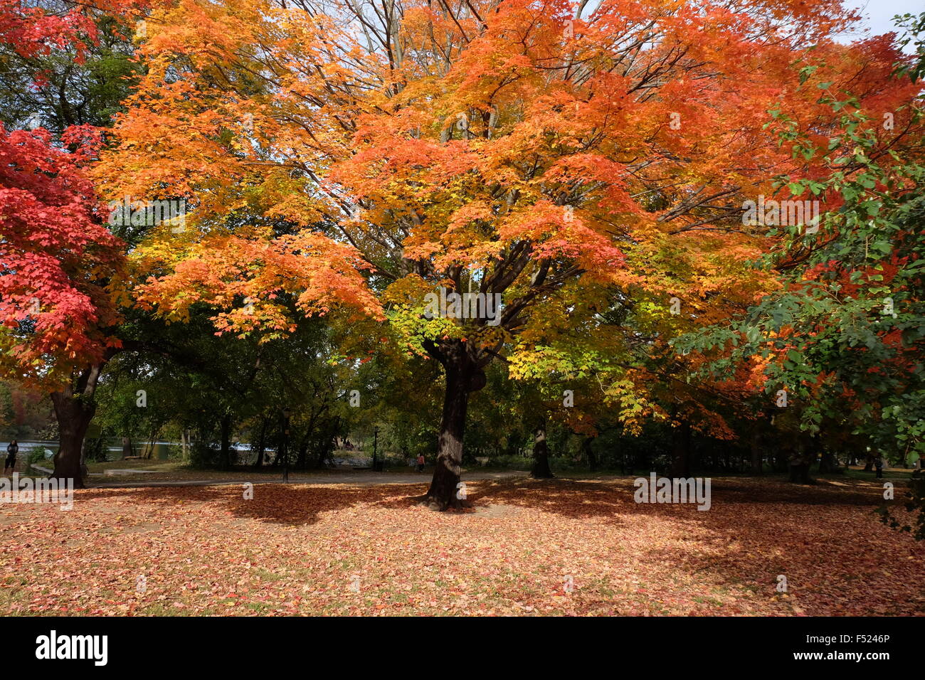 Fall leaves in Prospect Park, brooklyn photo by jen Lombardo Stock ...