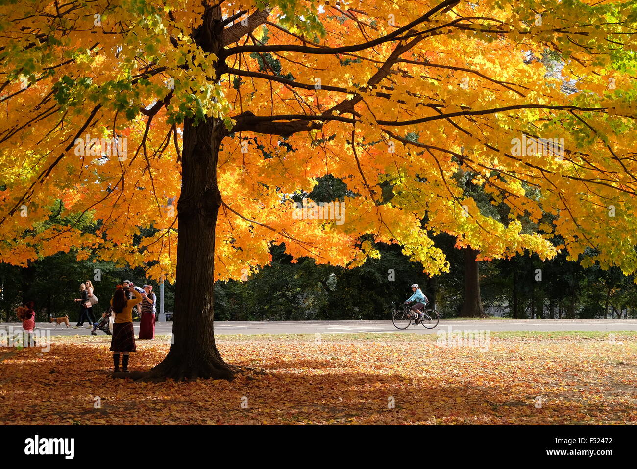 Fall foliage prospect park hi-res stock photography and images - Alamy