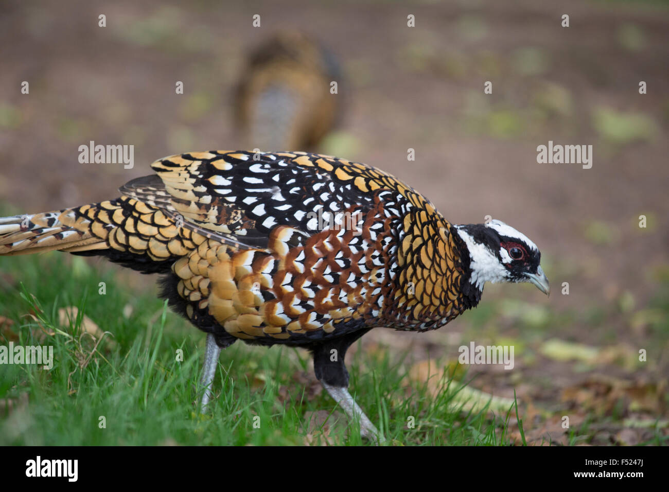 Male Reeve's Pheasants "Syrmaticus reevesii Stock Photo - Alamy