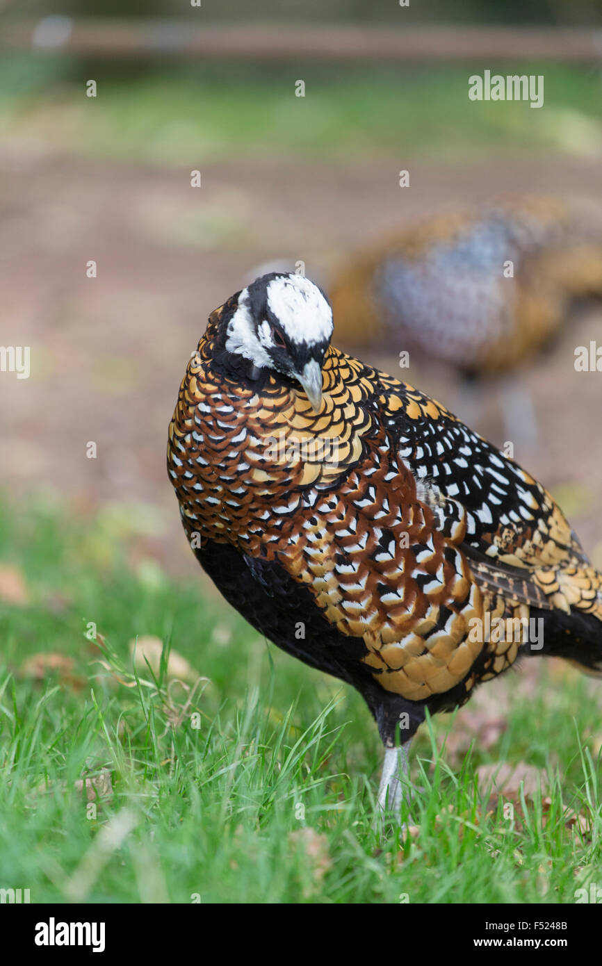 Male Reeve's Pheasants "Syrmaticus reevesii Stock Photo - Alamy