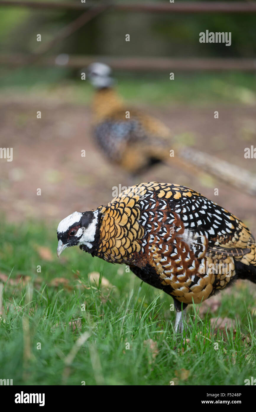 Male Reeve's Pheasants "Syrmaticus reevesii Stock Photo - Alamy